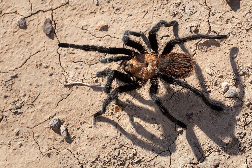Eaten, Crushed or Starved; Male Tarantulas Trade Their Life to ...