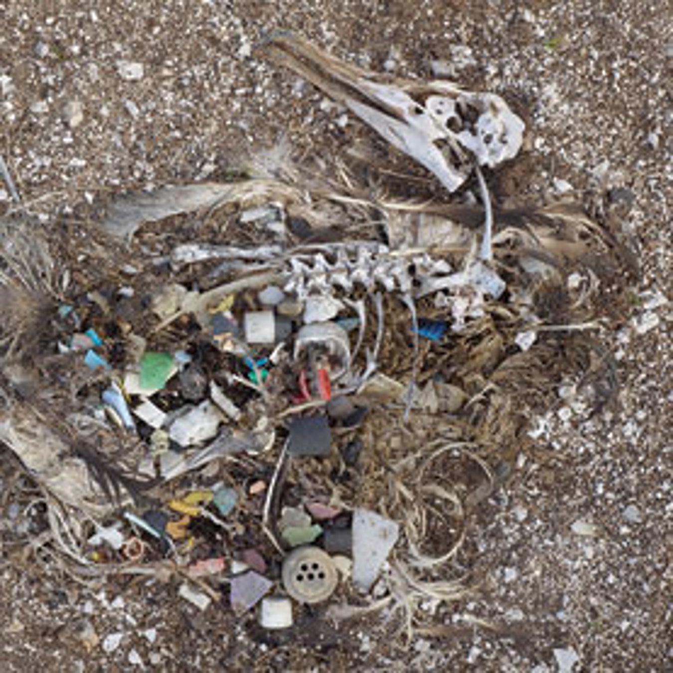 What Is It? Death by Plastic | Scientific American