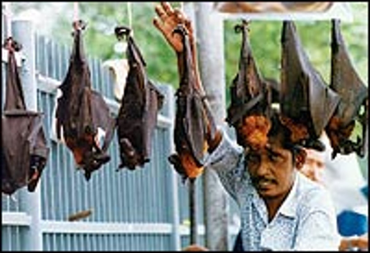 Going to Bat | Scientific American