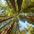 Trees Sweat to Keep Cool - Scientific American