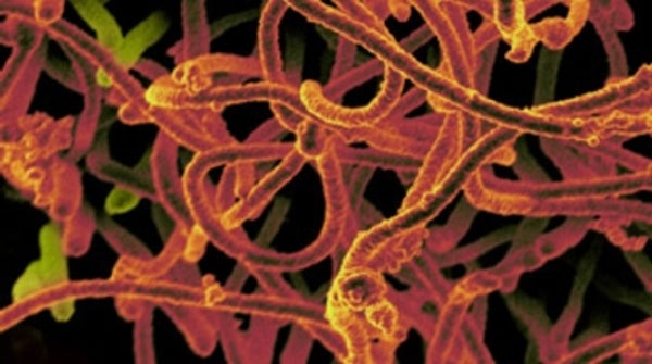 Ebola Virus Not Mutating as Quickly as Feared - Scientific American