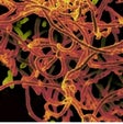 Ebola's West African Rampage Was Likely Bolstered by a Mutation ...