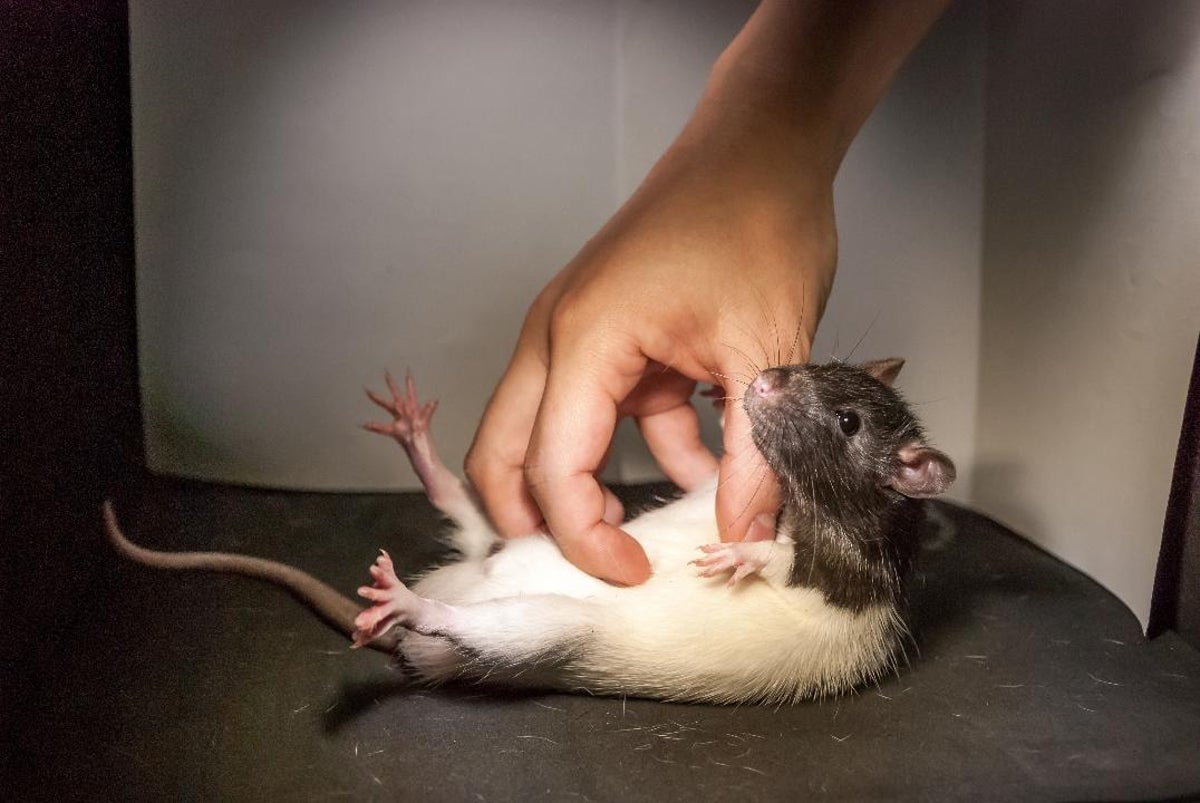 Eavesdrop on Ultrasonic Rat Giggles | Scientific American