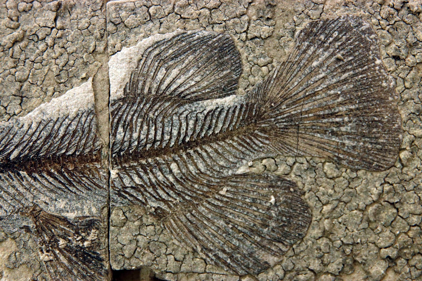 Exquisite Fossils Show an Entire Rain Forest Ecosystem | Scientific ...