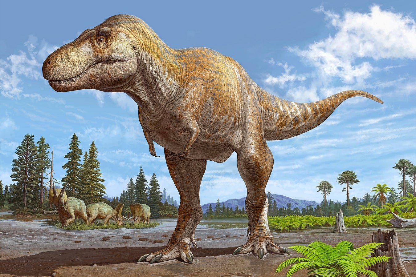 Enigmatic Dinosaur Skull Sparks Debate over Tyrannosaur Evolution ...