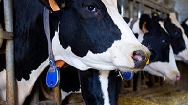 Can Bovine Growth Hormone Help Slow Global Warming? - Scientific American