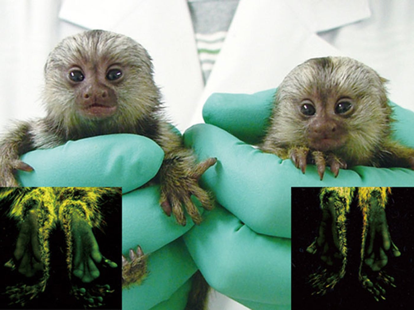 Next generation: Glowing transgenic monkeys | Scientific American