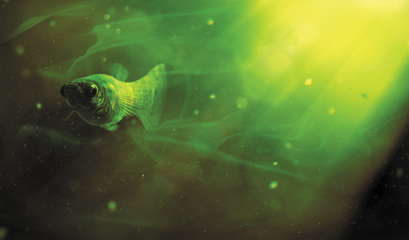 Fishes from Toxic Springs Reveal Evolution at the Limits | Scientific ...