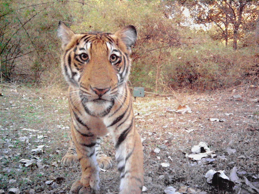 Camera Trap Photographs Capture India's Wild Tigers | Scientific American