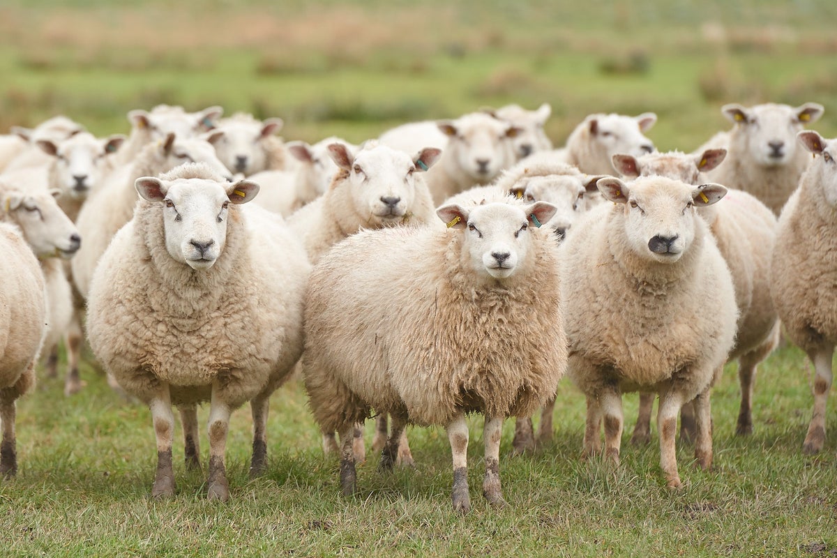Sheep's Face-Reading Skills Stand Out from the Flock | Scientific American