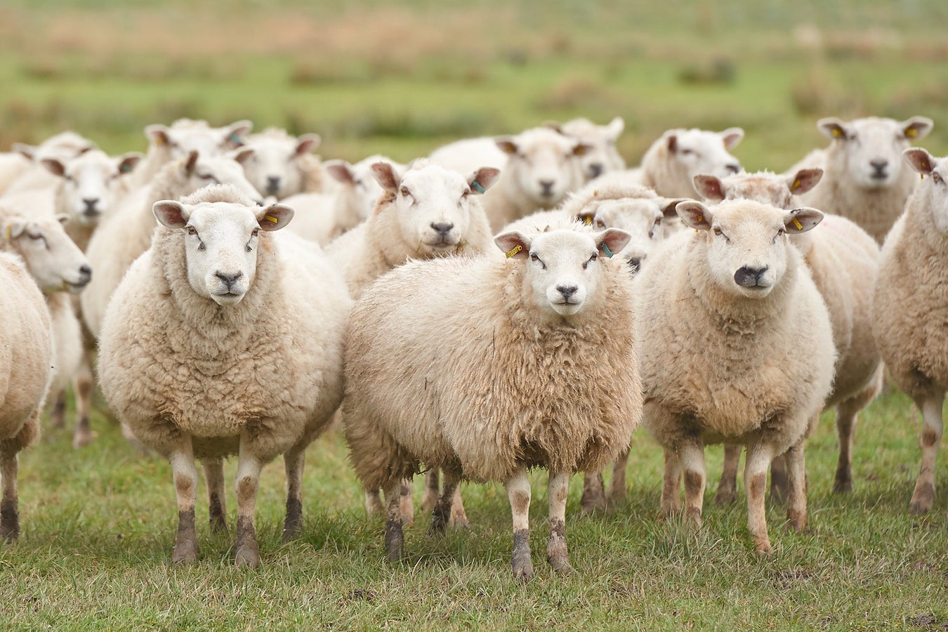 Sheep's Face-Reading Skills Stand Out from the Flock | Scientific American