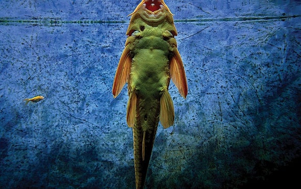 Technology News and Research - Scientific American