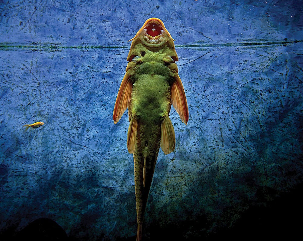 'Devilfish' Could Help Treat Wastewater from Ceramics | Scientific American