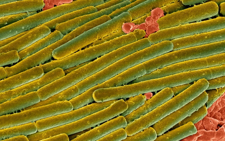 Gut Microbes Can Shape Responses to Cancer Immunotherapy - Scientific ...