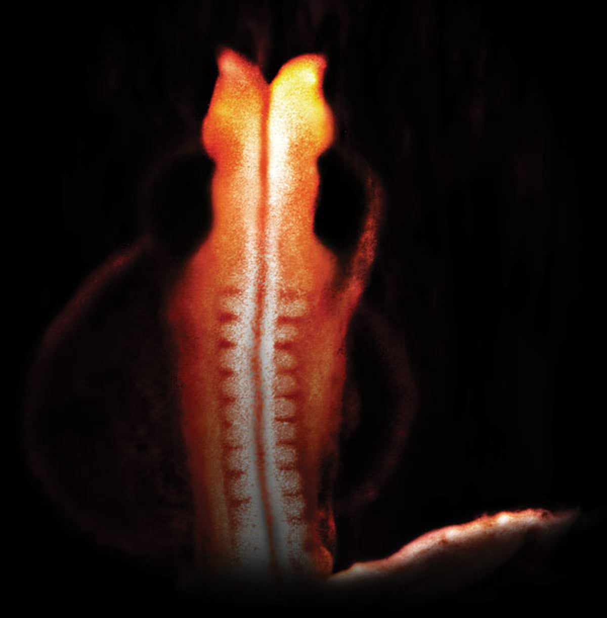 How Cells Know Which Way Is Up, Down, Front and Back, Close or Far ...