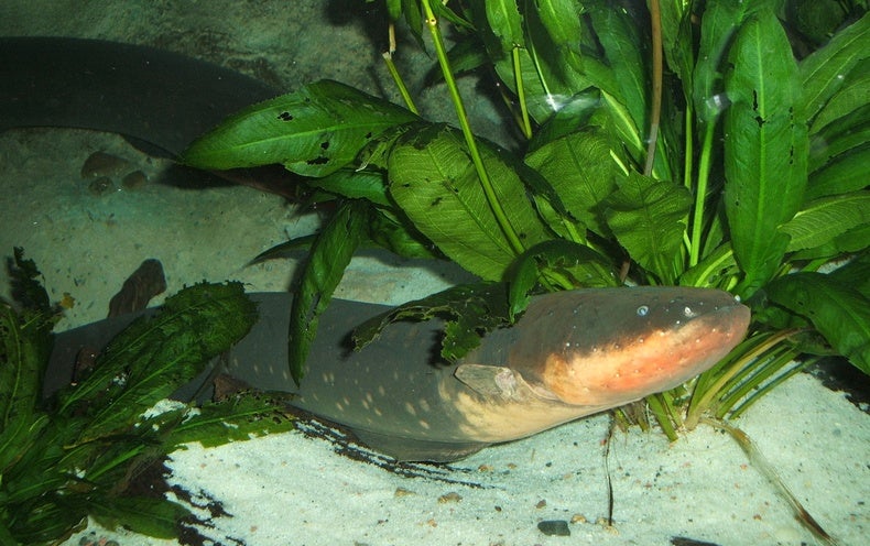 Electric Eel–Inspired Devices Could Power Artificial Human Organs ...