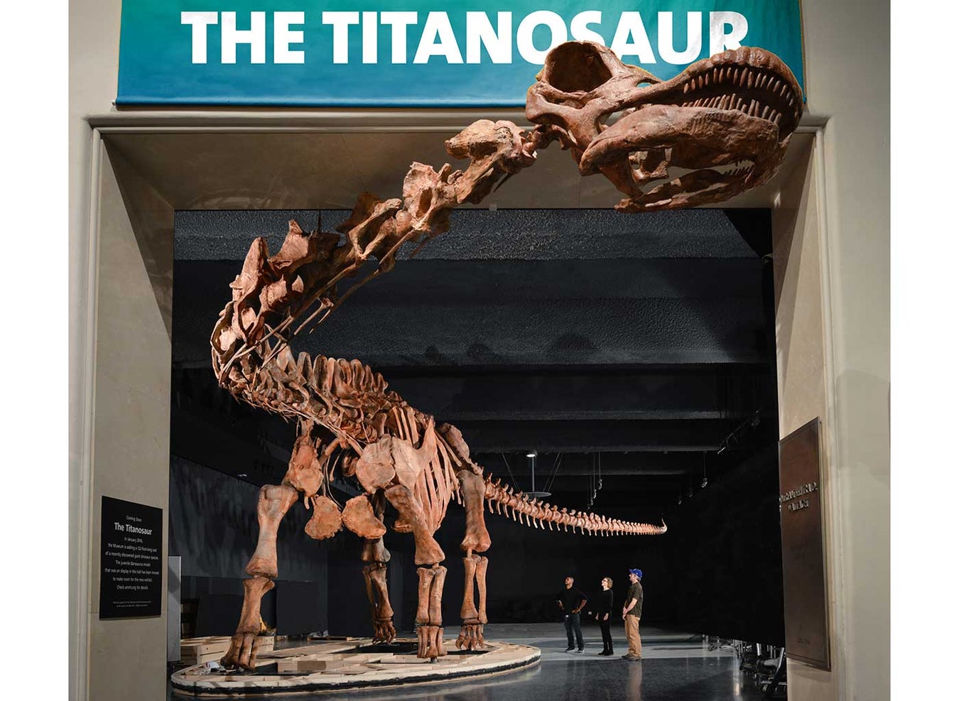 122-Foot Titanosaur: Staggeringly Big Dino Barely Fits into Museum ...