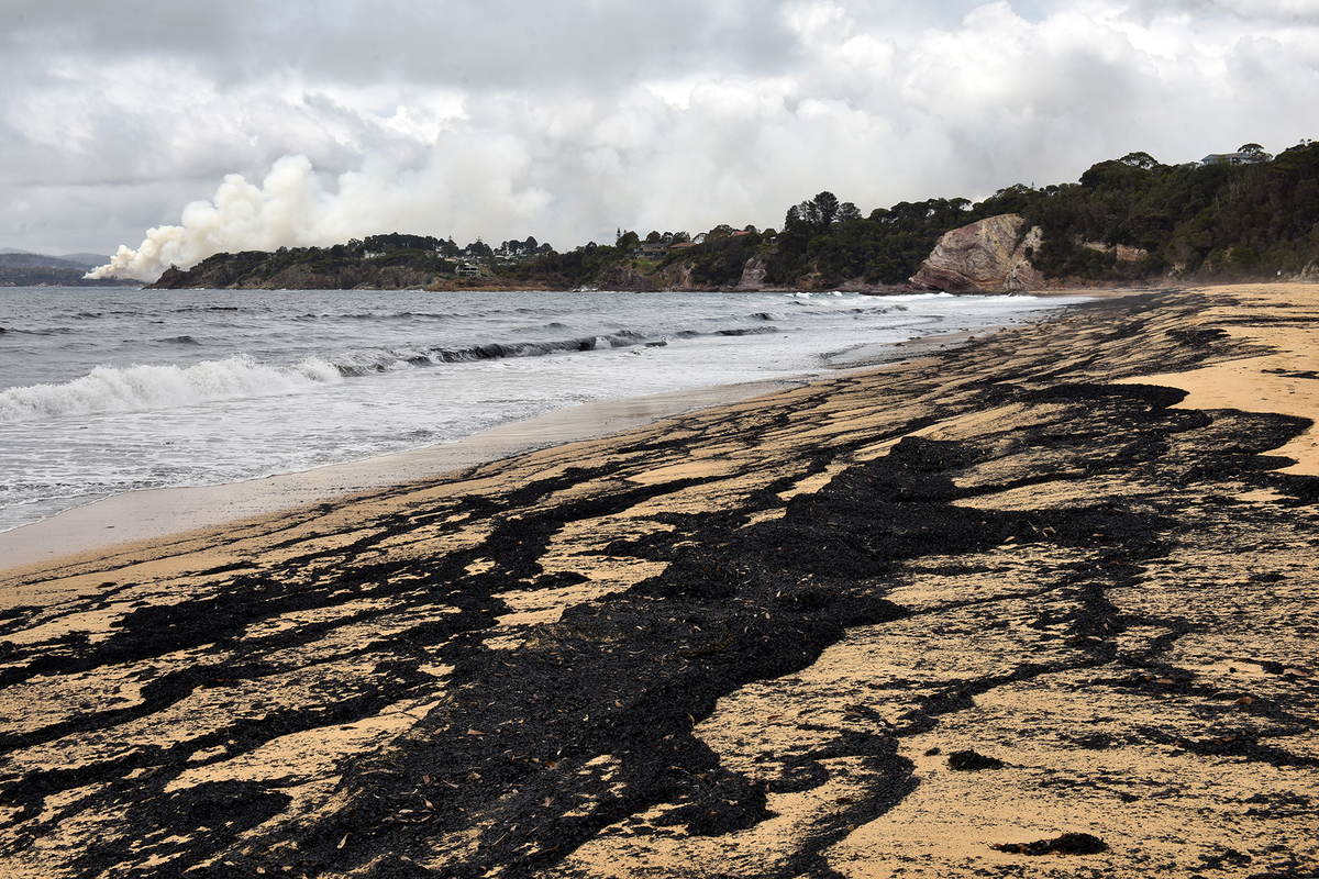 Australia's Marine Animals Will Be Bushfires' Unseen Victims ...