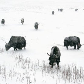 In the Field: A Biologist Who Counts Wild Yaks - Scientific American