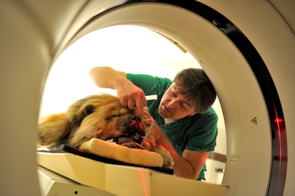 Stem Cells for Snoopy: Pet Medicines Spark a Biotech Boom | Scientific ...
