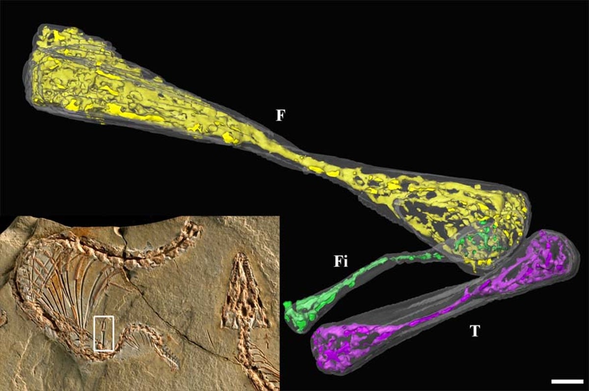 An ancient snake shows some leg | Scientific American