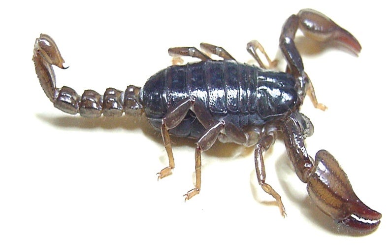 Scorpion Venom Could Lead to New Antibiotics - Scientific American