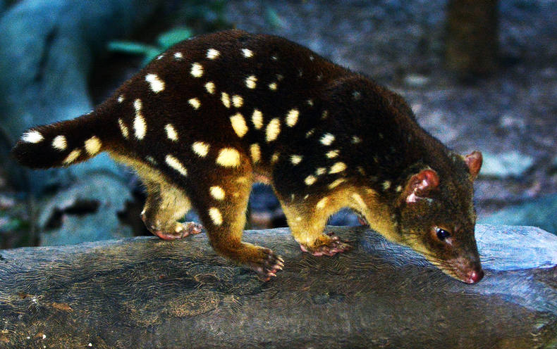 Speeding Up Evolution to Save an Australian Marsupial from Toxic Toads ...