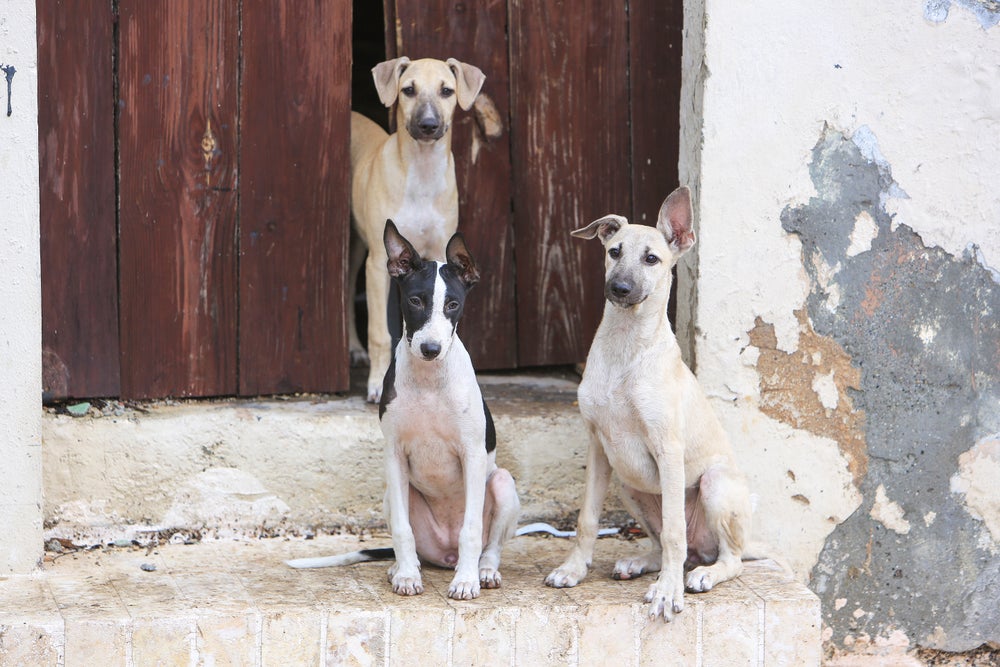 Feral Dogs Respond to Human Hand Cues | Scientific American