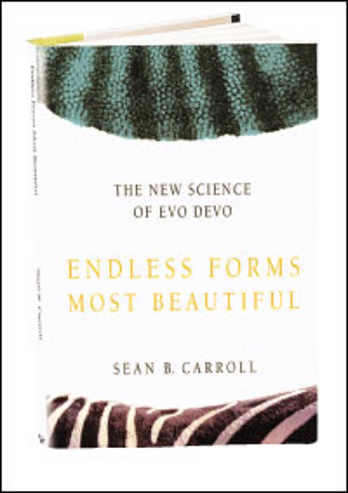 Evo Devo Is the New Buzzword ... | Scientific American