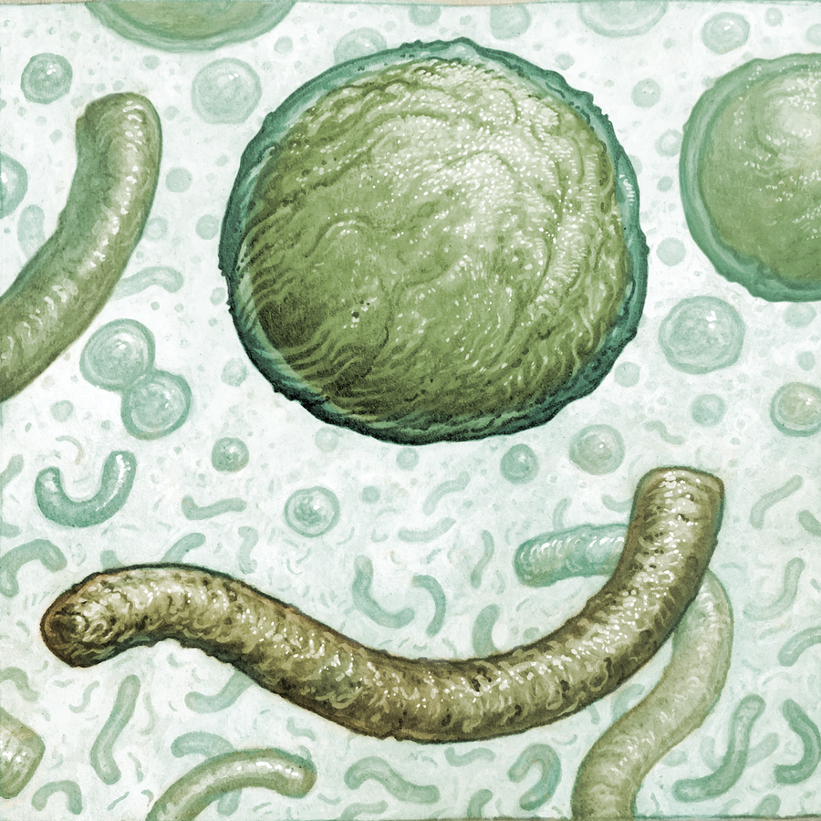 How Cooperating Microbes Shaped Life on Earth | Scientific American