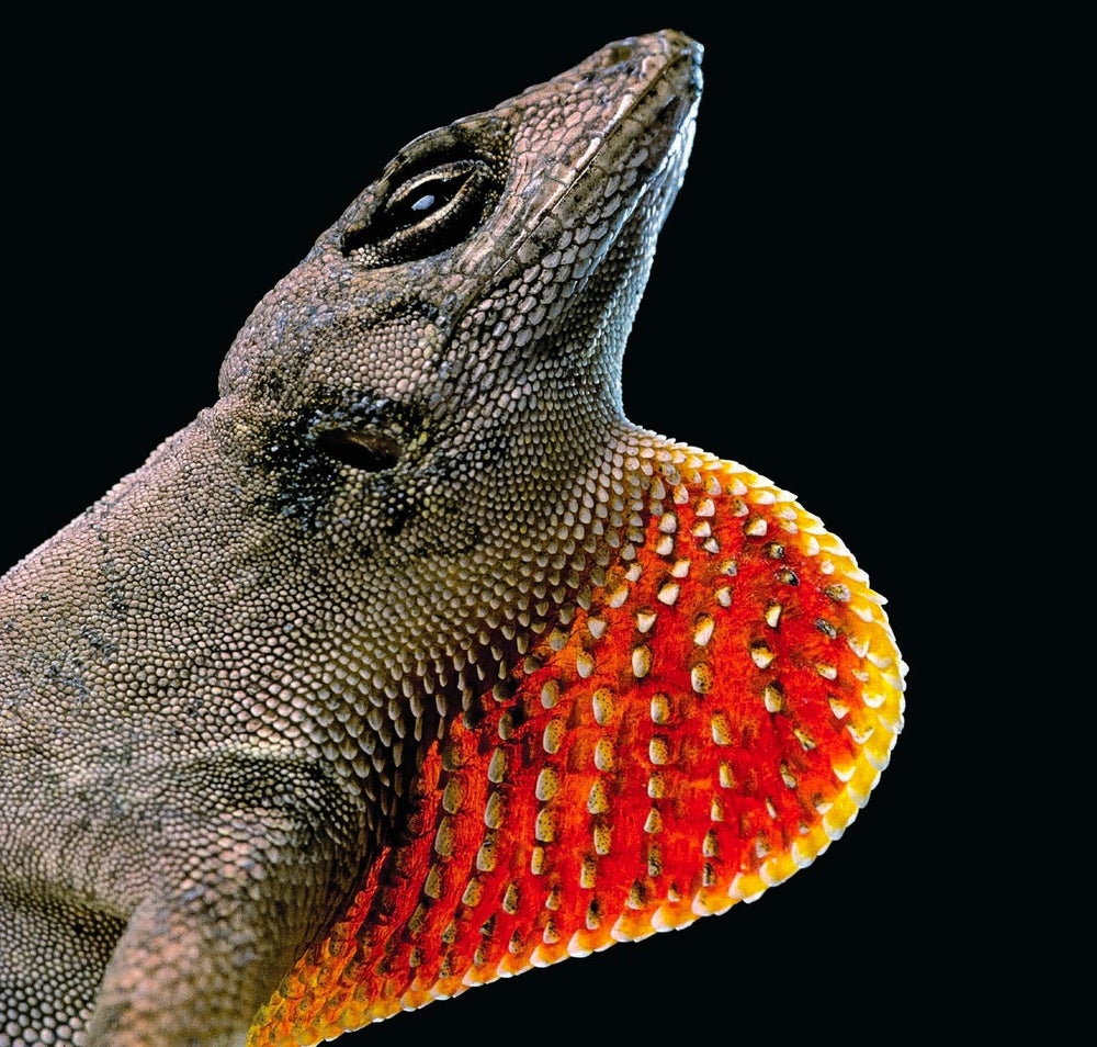 'Living Fossil' Lizards Are Constantly Evolving--You Just Can't See It ...