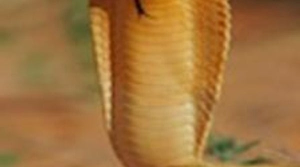 Snakes in the MRI Machine: A Study of Courage - Scientific American