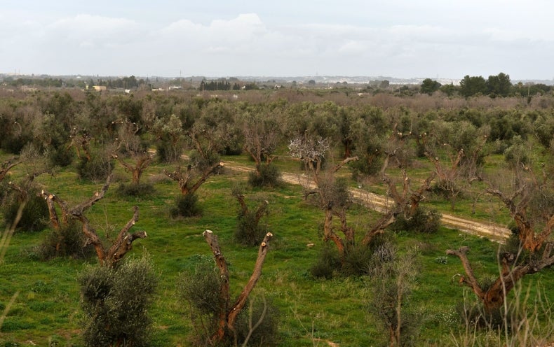 Gridlock over Italy's Olive Tree Deaths Starts to Ease - Scientific ...