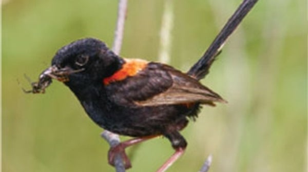 Fickle Fairies: A Biologist Discusses Promiscuous Birds and Human ...