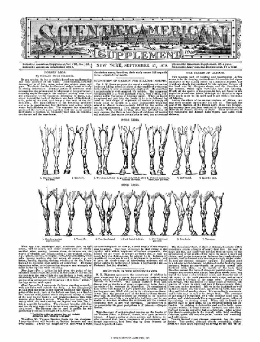The Vipers of Gaboon | Scientific American