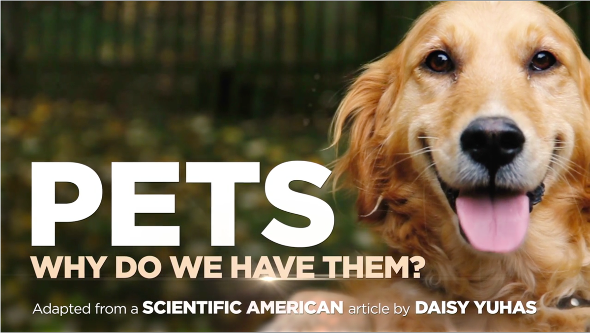 Pets: Why Do We Have Them? | Scientific American