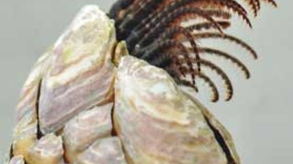 Barnacles Mate via "Spermcasting" - Scientific American