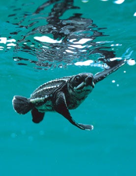 Tracking Turtles from Space - Scientific American