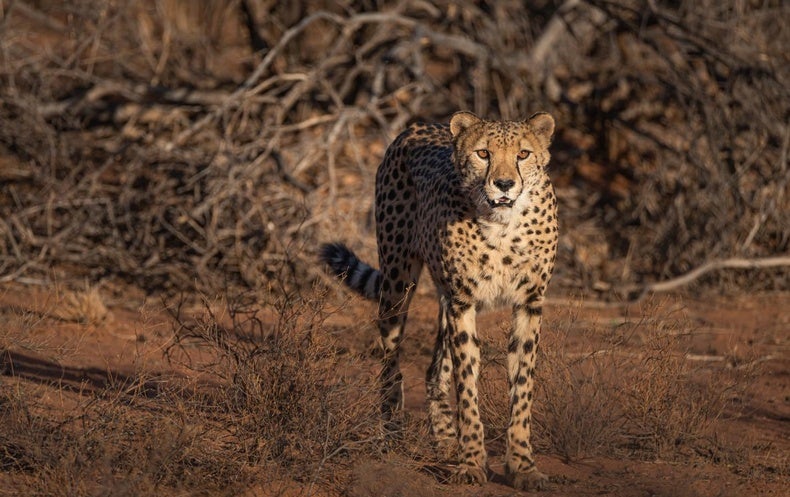 How to Avoid Becoming a Meal for a Cheetah - Scientific American