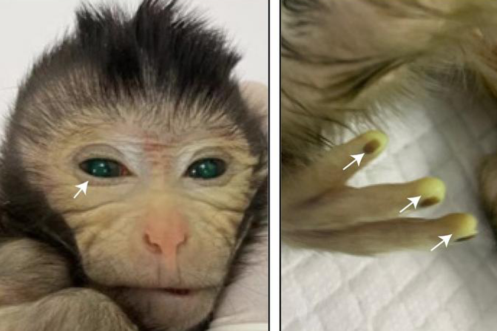 Why Does This Hybrid Monkey Glow Green? | Scientific American