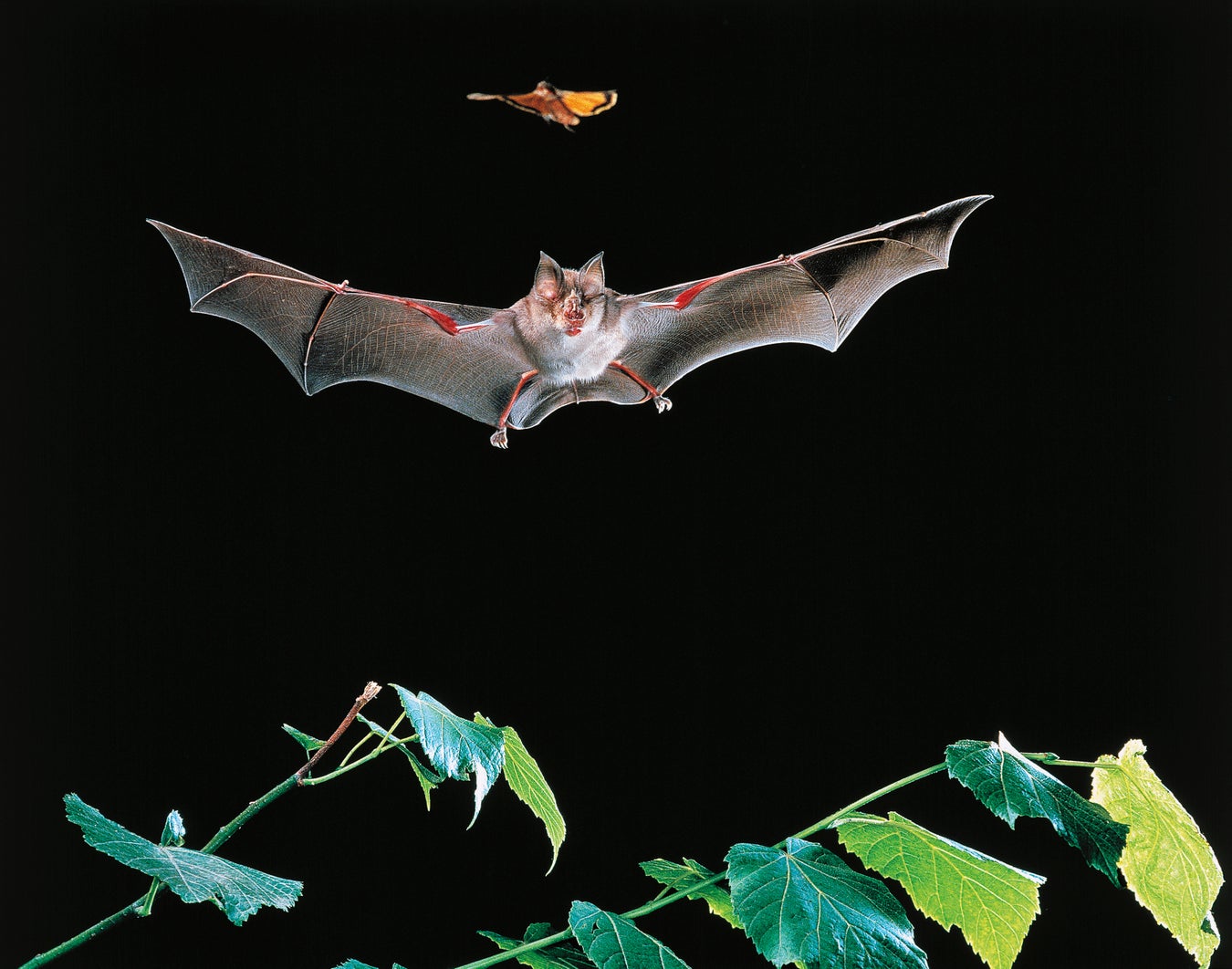 Bat Killings by Wind Energy Turbines Continue | Scientific American