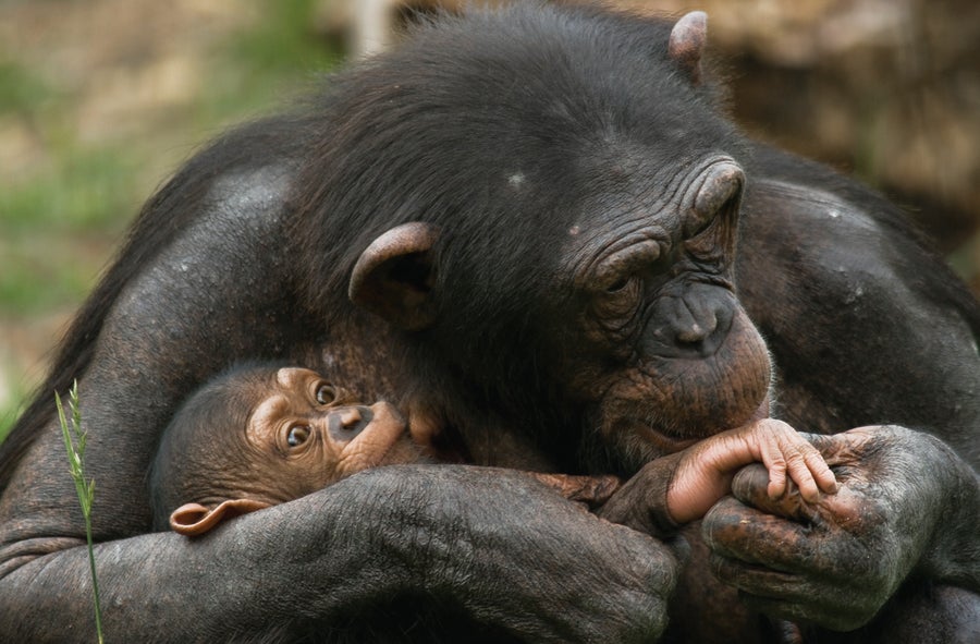 Evidence Implies That Animals Feel Empathy | Scientific American