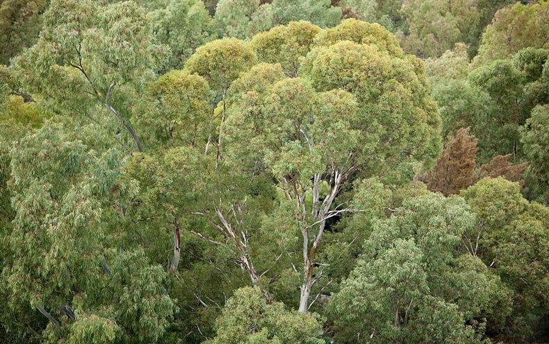Some Trees Beat Heat with Sweat - Scientific American