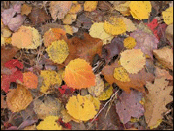 Scientists Spend 10 Years Watching Leaf Litter Decay for Clues to ...