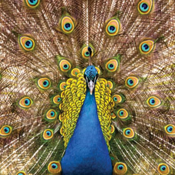 Understanding How Animals Create Dazzling Colors Could Lead to ...