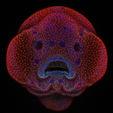 Small Wonders: Science Meets Art Under the Microscope [Slide Show ...