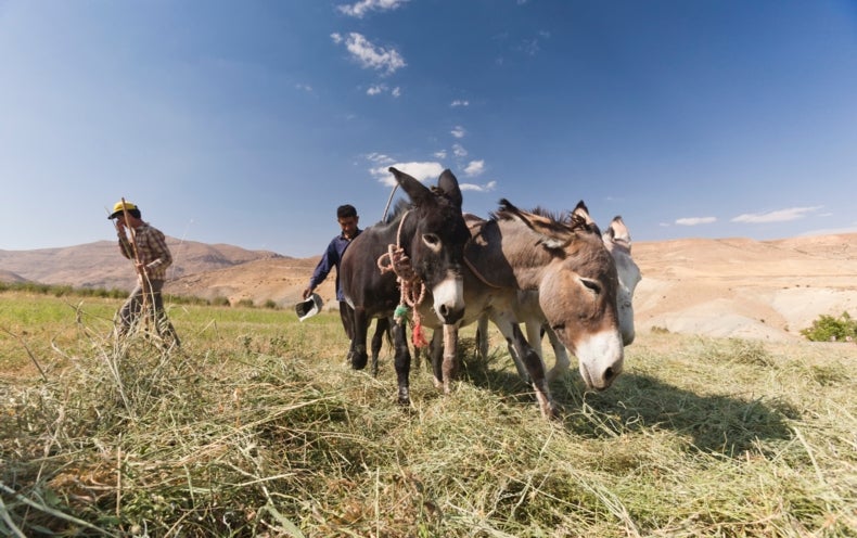 Neolithic Age Agriculture