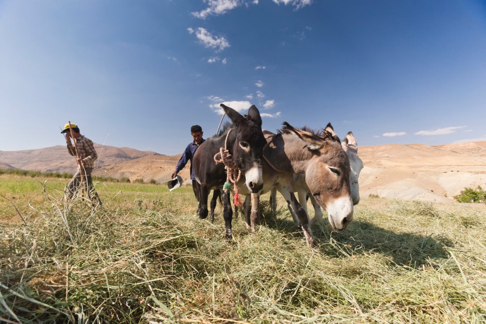 Farming Invented Twice in the Middle East, Genomes Study Reveals ...