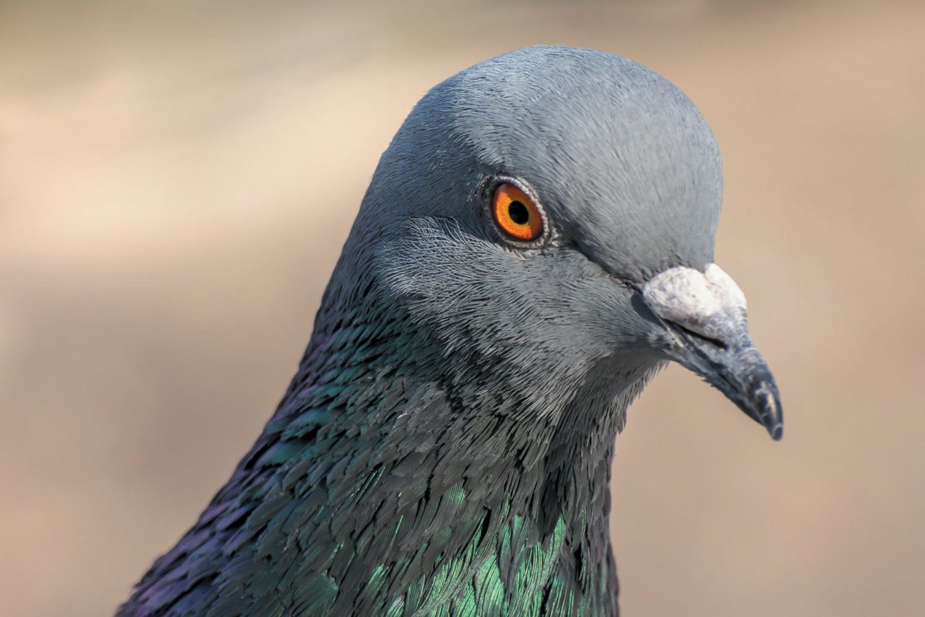 Homing Pigeons Remember Routes for Years | Scientific American