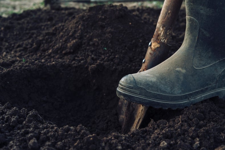 First Life on Land? - Scientific American